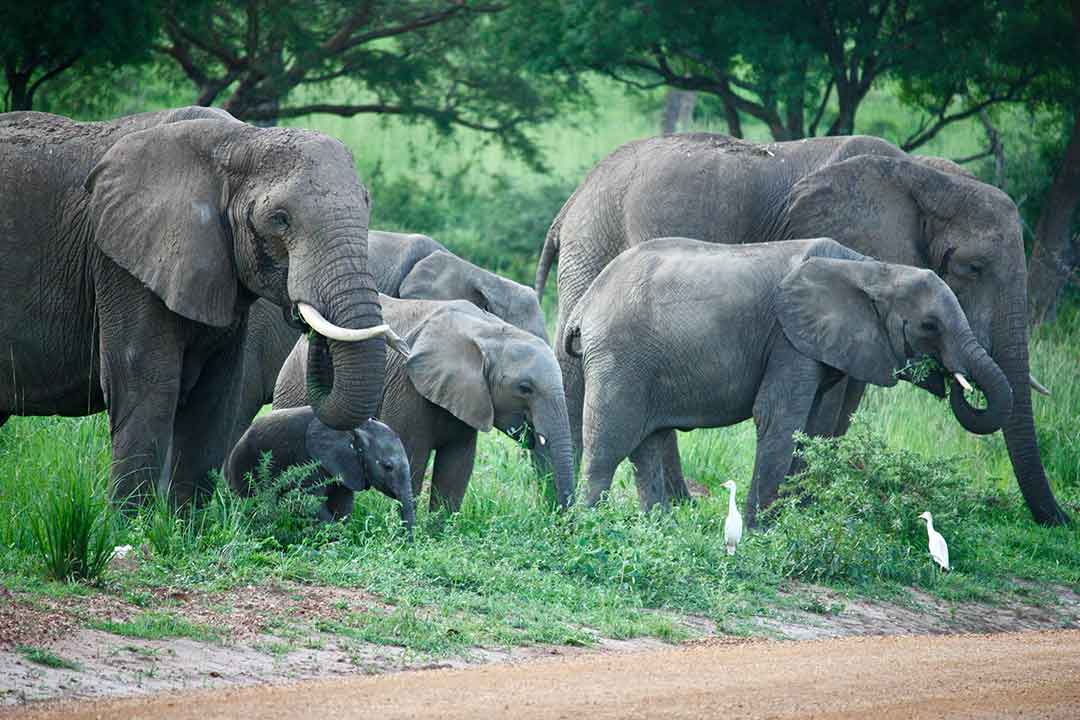 Ten Insider Tips for a Truly Authentic African Safari Experience ...