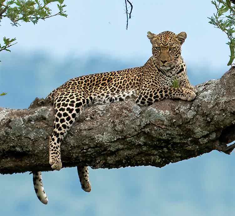 African Safari Planning| Steve Braker Author | Safari Specialist