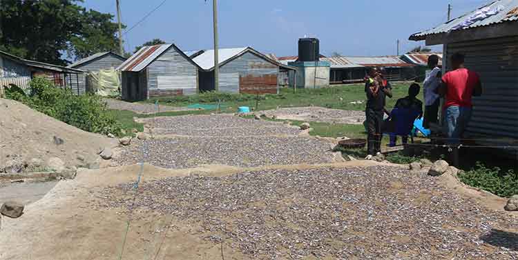 Kenya Safari to Lake Victoria | Steve Braker Author